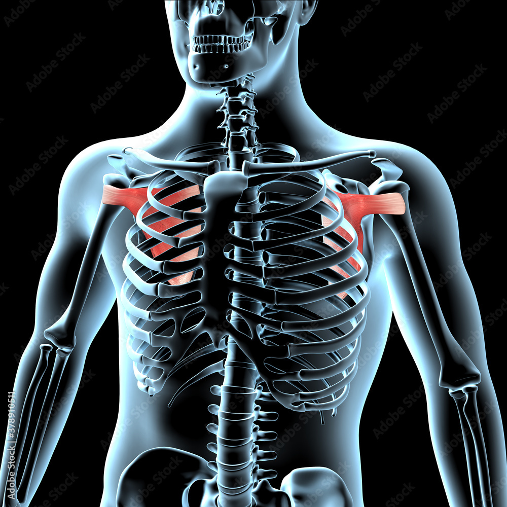 3d Illustration of the Subscapularis Muscles Anatomical Position on ...