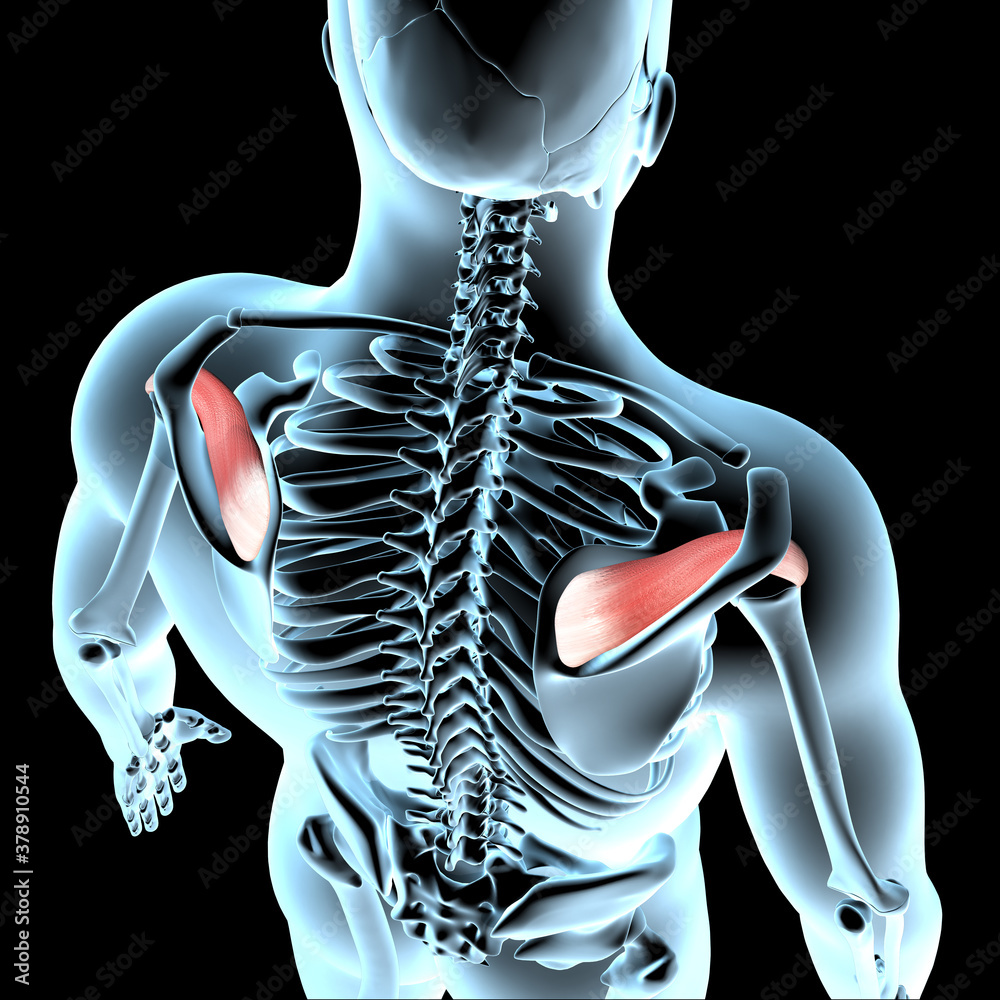 3d Illustration of the Supraspinatus Muscles Anatomical Position on ...