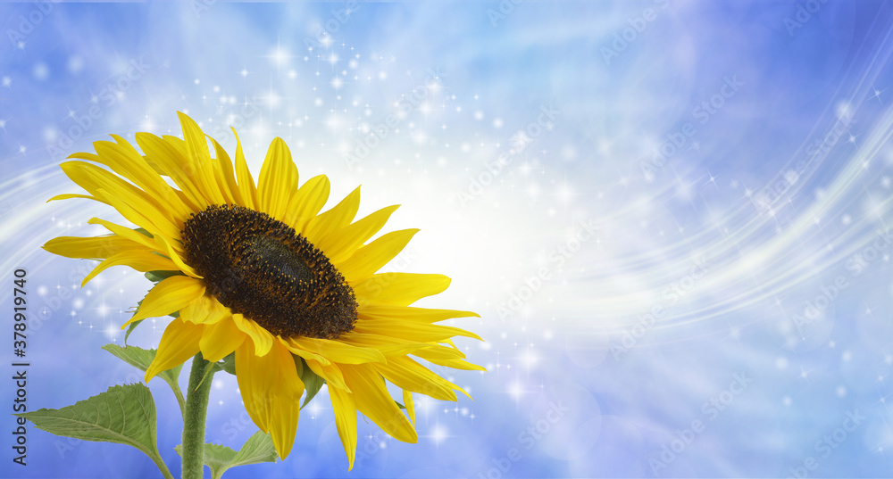 Sunflower Surprise Sparkling Message Background - large yellow ...