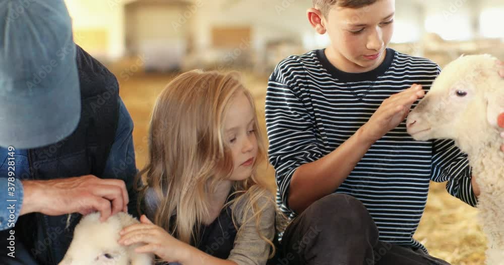 Close up cute Caucasian small kids petting and caressing lamb at sheep ...