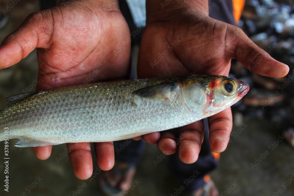 fish in hand mugil cephalus fish in hand grey mullet fish in hand hd ...