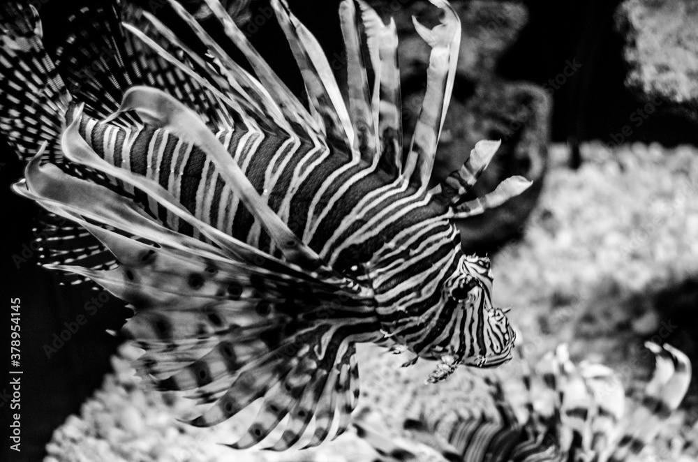 Lion Fish swimming a salt water tank in an aquarium Stock Photo | Adobe ...