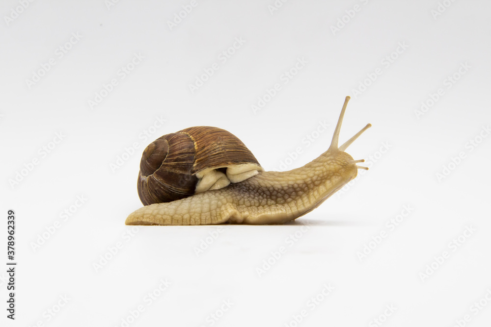 Snail on the white background. Snail moving forward against white ...