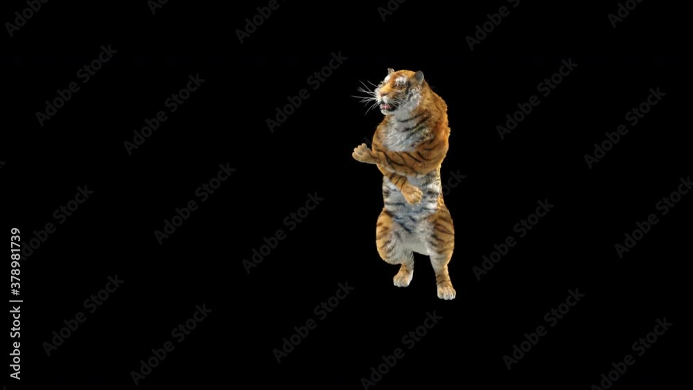 Tiger Dancing, 3d rendering, animal realistic, cartoon, Animation Loop ...