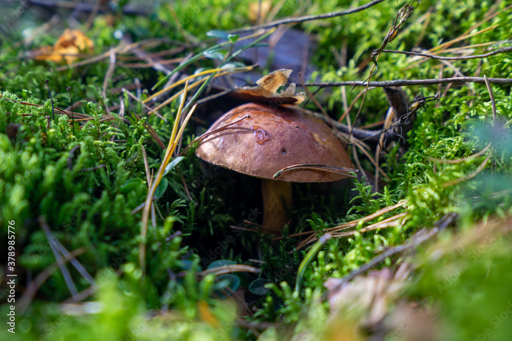 Grzyby jadalne, podgrzybki, prawdziwki Stock Photo | Adobe Stock