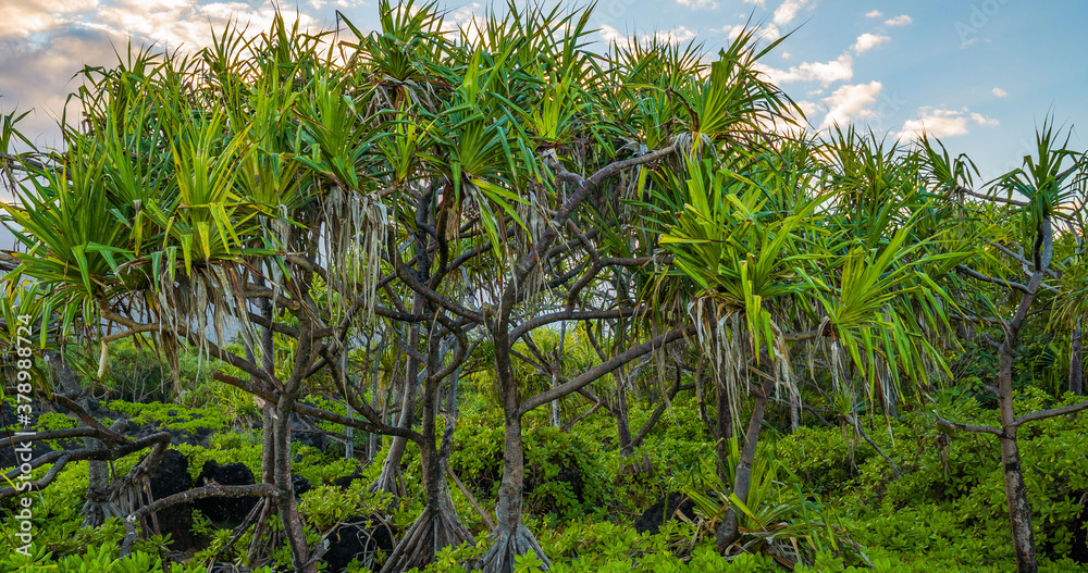 Pu hala tree or thatch screwpine (Pandanus tectorius). Hawaii Stock ...