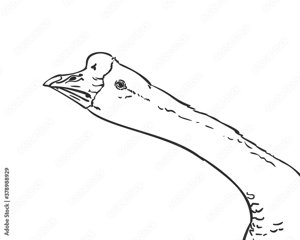 Drawing of Chinese geese head on long neck. Vector sketch Hand drawn ...