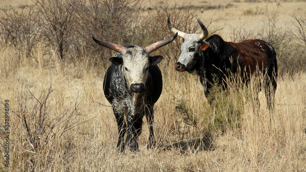 Color landscape photo of Nguni cattle with long, thick horns ...