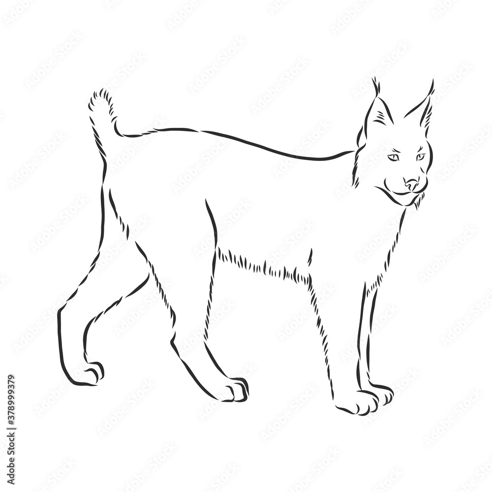 Hand drawn sketch style portrait of lynx isolated on white background ...
