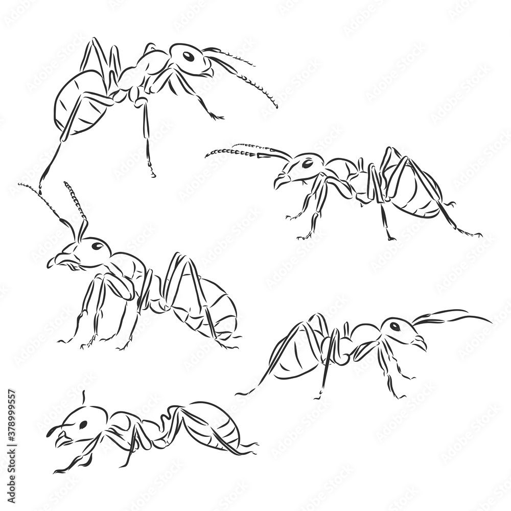 hand drawn, sketch, cartoon illustration of red ant. ant vector sketch ...