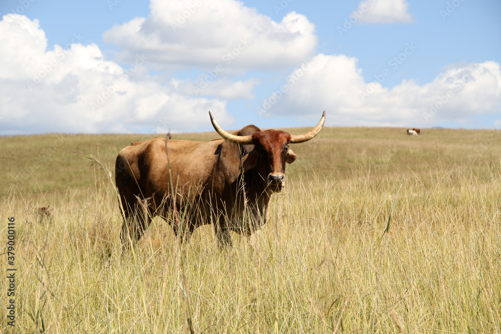 Color landscape photo of a Afrikaner bull gracing in a green field of ...