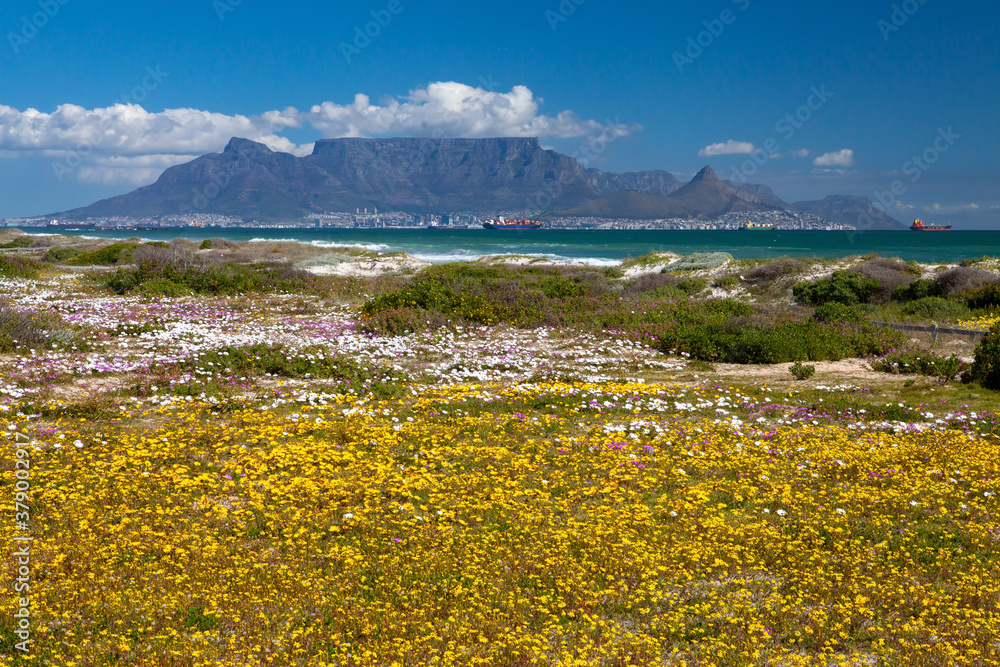 Cape Town tourist destination table mountain south africa with colorful ...