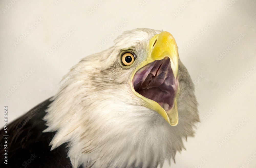 Portrait of an American bald eagle with its beak wide open in an ...