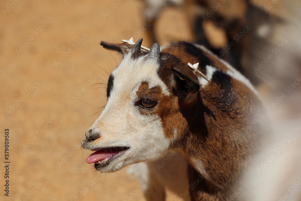 Cute Baby Goat Bleat in Czech Zoo Park. The American Pygmy is an ...