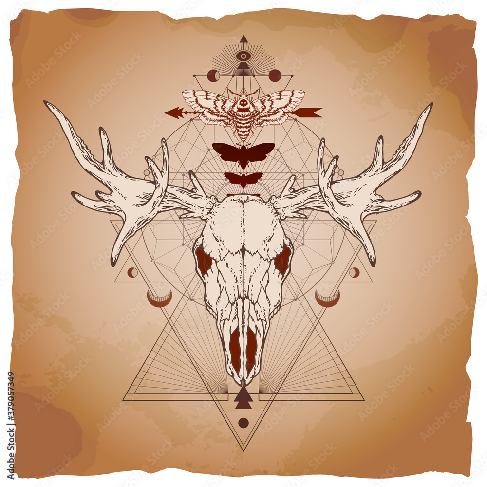 Vector illustration with hand drawn moose skull, dead head moth and ...