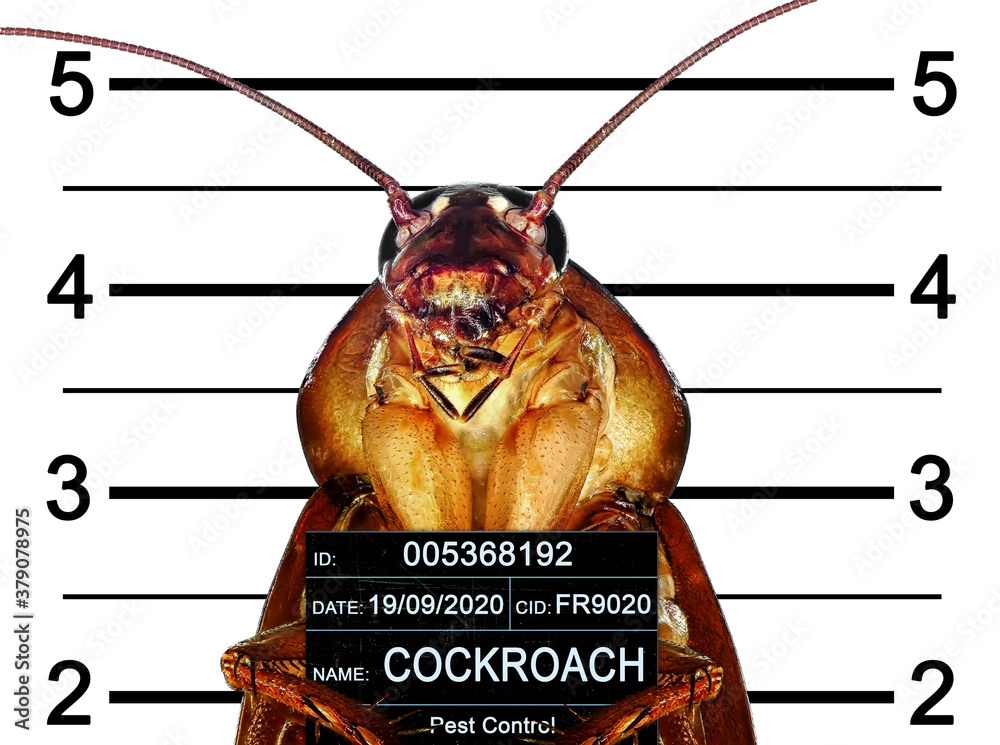 Cockroach arrested by Pest Control Department. Arrested cockroache ...