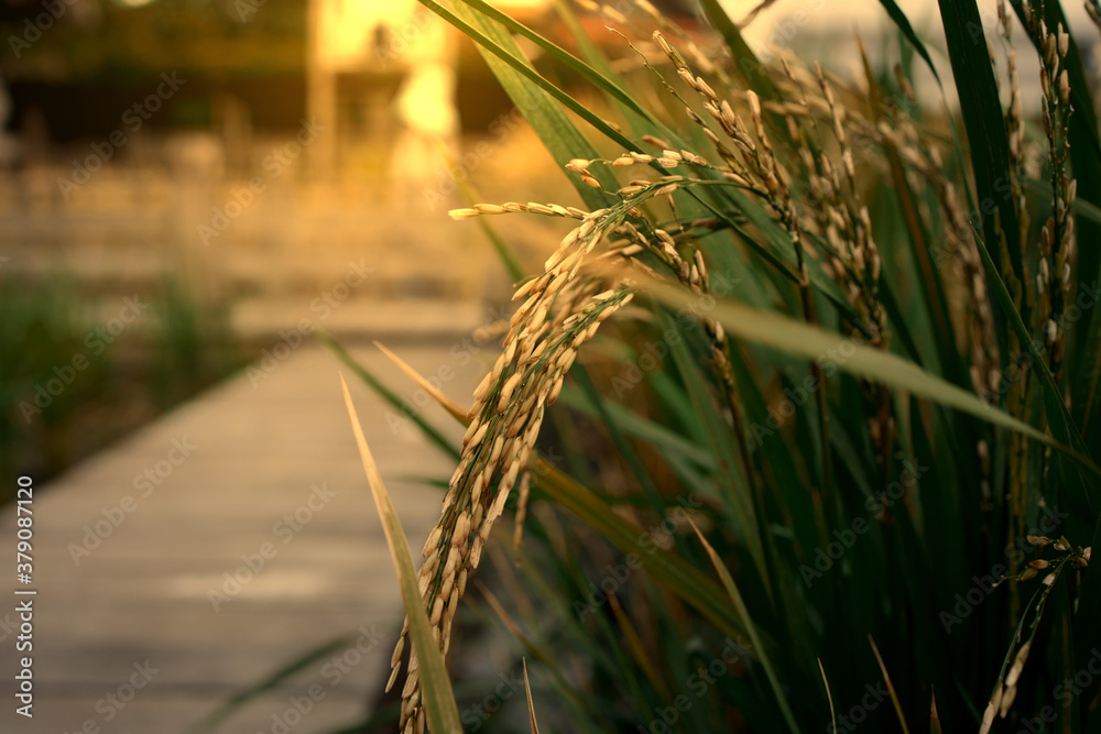 the dark green tone ears of rice planted beside the pathway Stock Photo ...