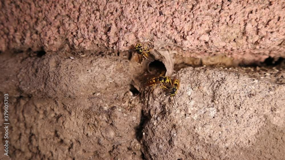 nest of a wasps, hornets. closeup of the wasp's nest. close up of ...