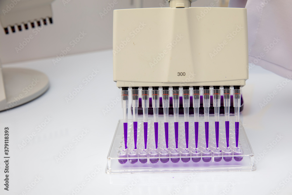 Multi channel pipette loading biological samples in microplate for test ...