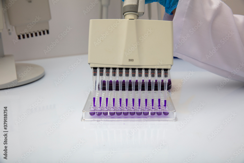 Multi channel pipette loading biological samples in microplate for test ...