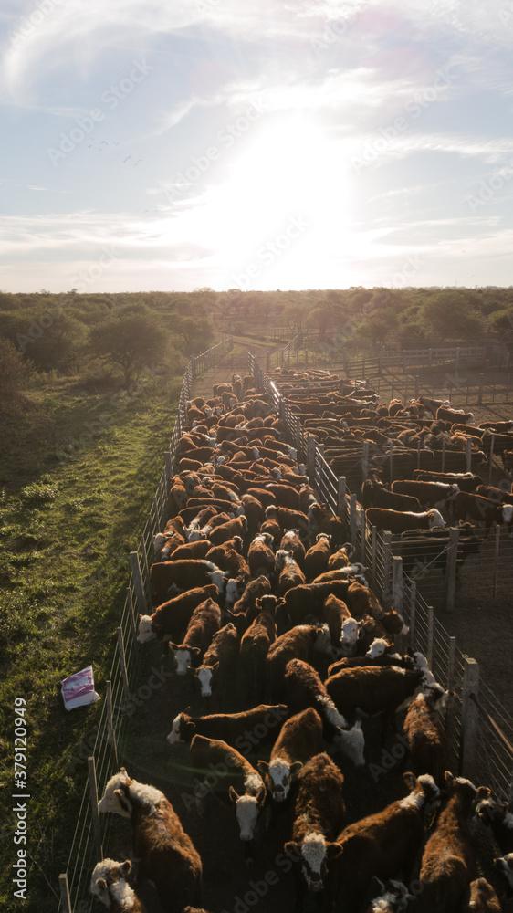 Corral full of cows, the cattle is crowded. Stock Photo | Adobe Stock