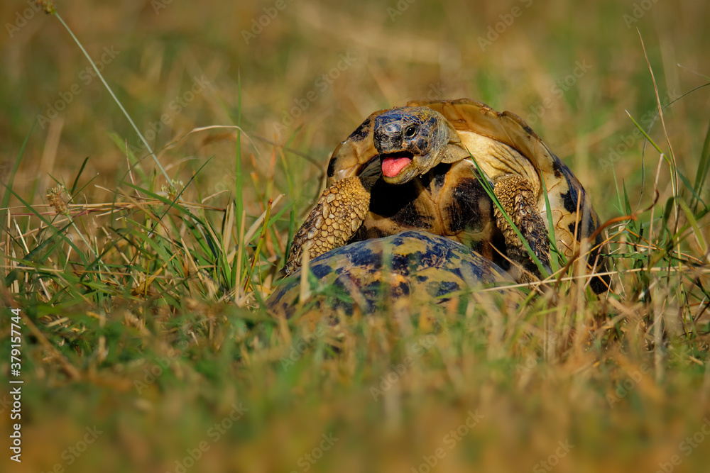 Hermanns tortoise - Testudo hermanni male and female copulating on the ...