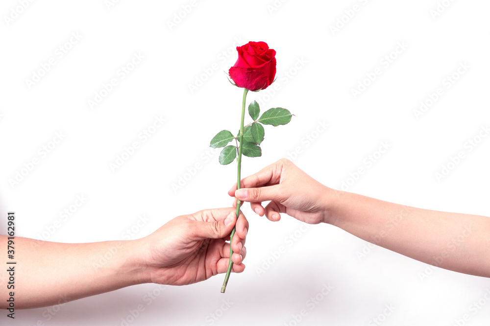 Two Hands Holding Rose