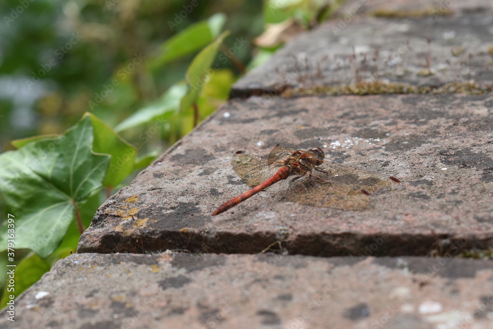Bright orange red common darter has squat spider like body shape and ...