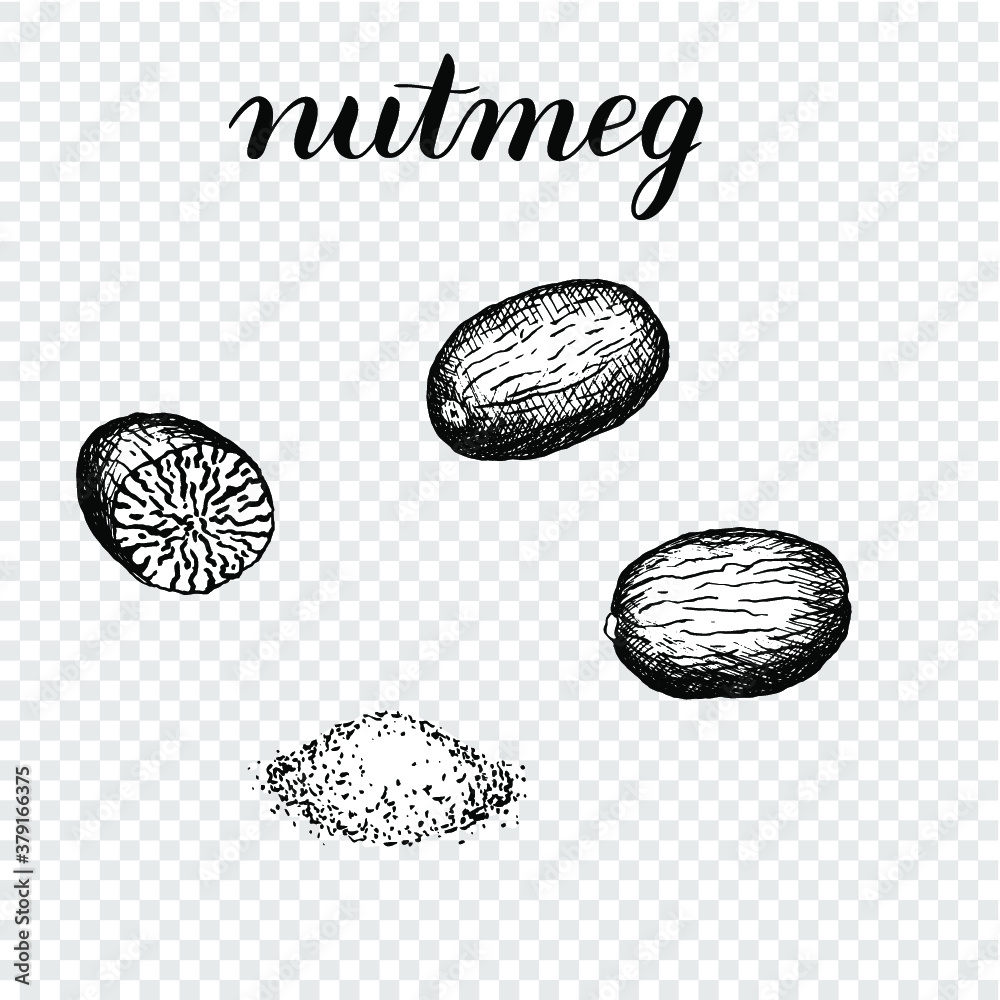 Nutmeg. Nutmeg ground. Vector illustration of spices. Black and white ...