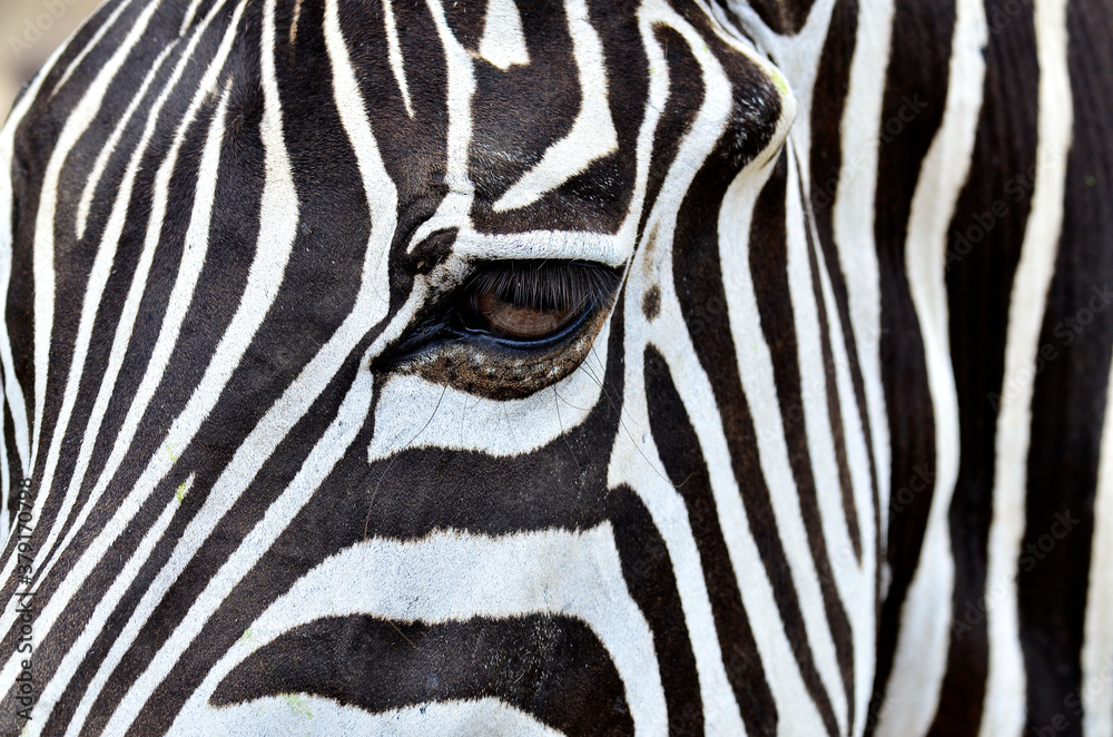 Zebra eye inside its camouflage face with black and white stripes Stock ...