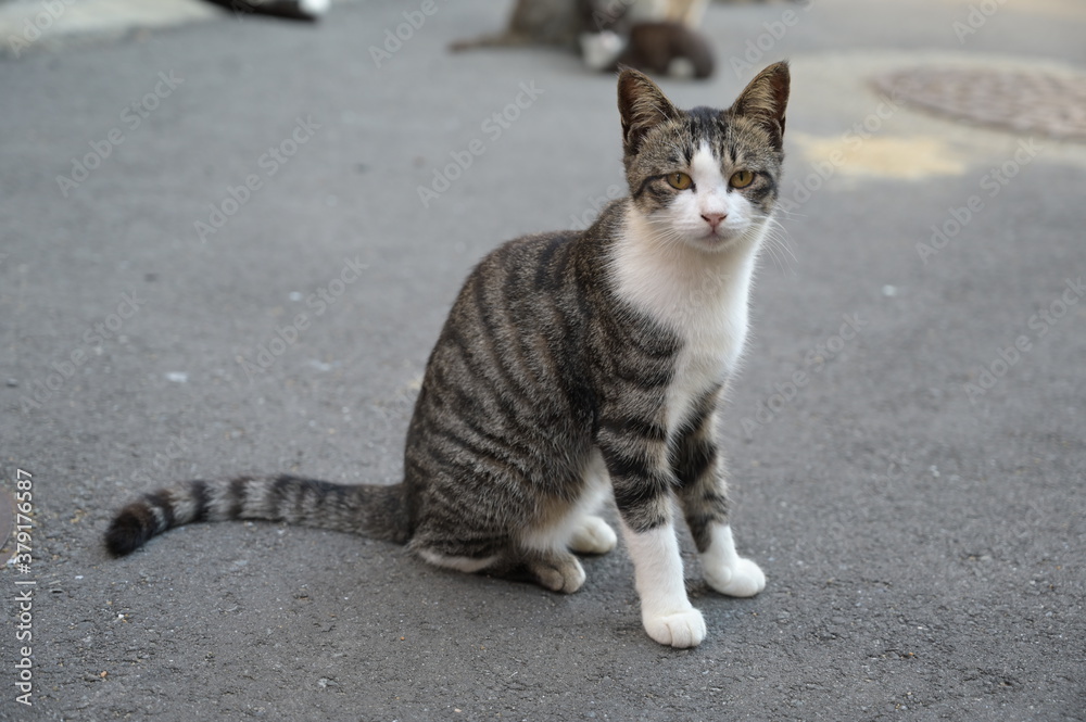 Japan series: Cat at Ainoshima island, Fukushima, one of several cats ...