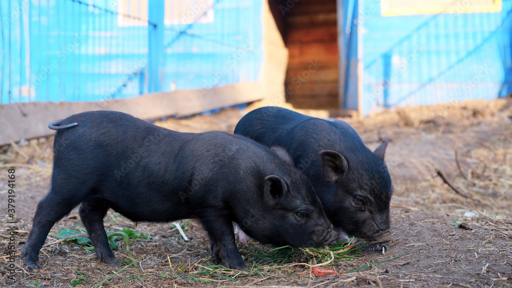 Two cute little black mini pigs in the meadow looking for food. farm ...
