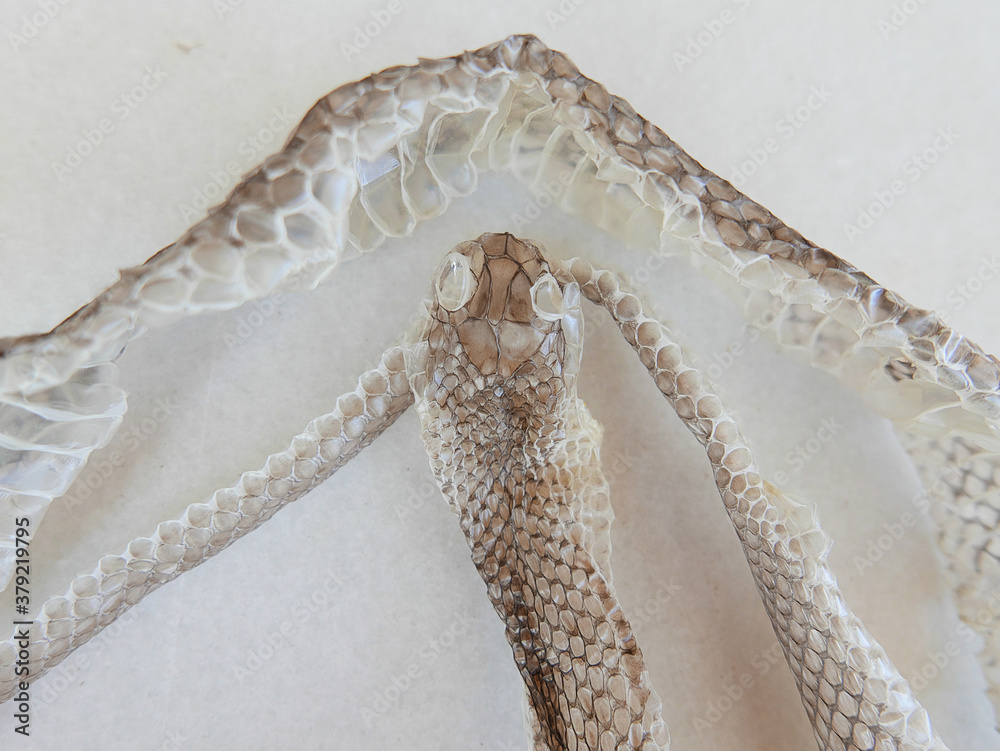 Macro closeup photo of a scaled skin of a molting snake. Reptile scale ...