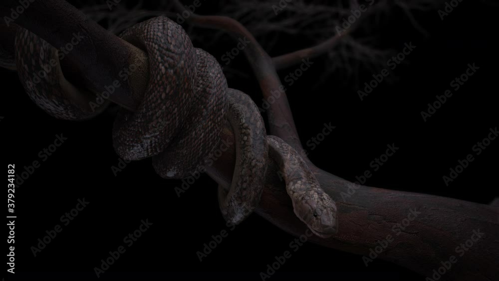 King cobra snake coil on big tree have slowly movement with 3d ...
