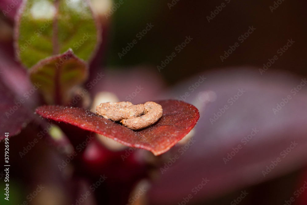Macro photo of snail feces on a leaf, extreme close up photo of snail ...