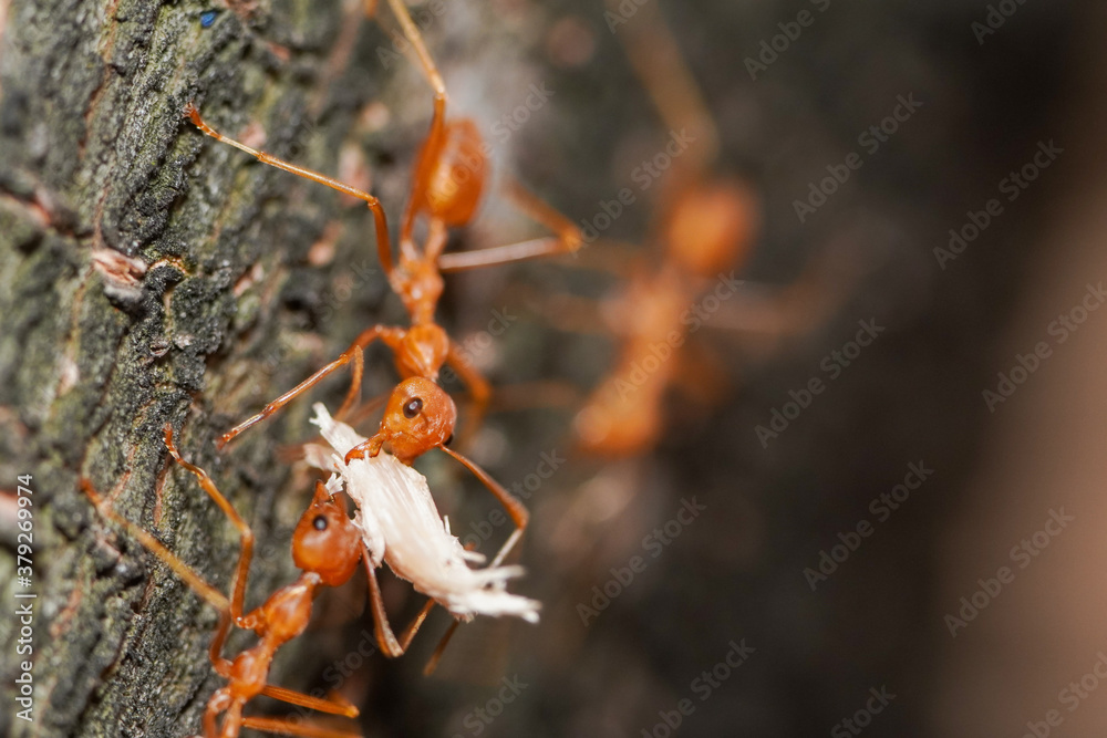Macro photo of red fire ants colony carrying food together, extreme ...