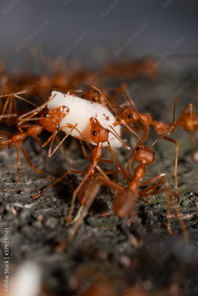 Macro photo of red fire ants colony carrying food together, extreme ...