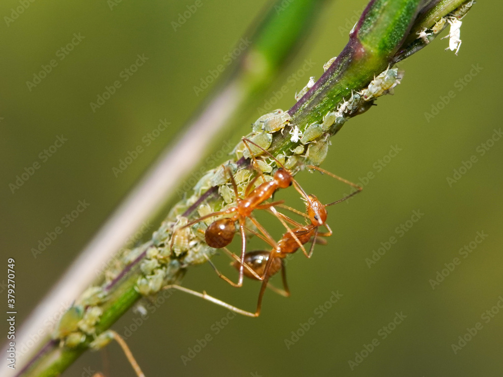 Macro photo of small green aphids infestation and fire ants on a plant ...