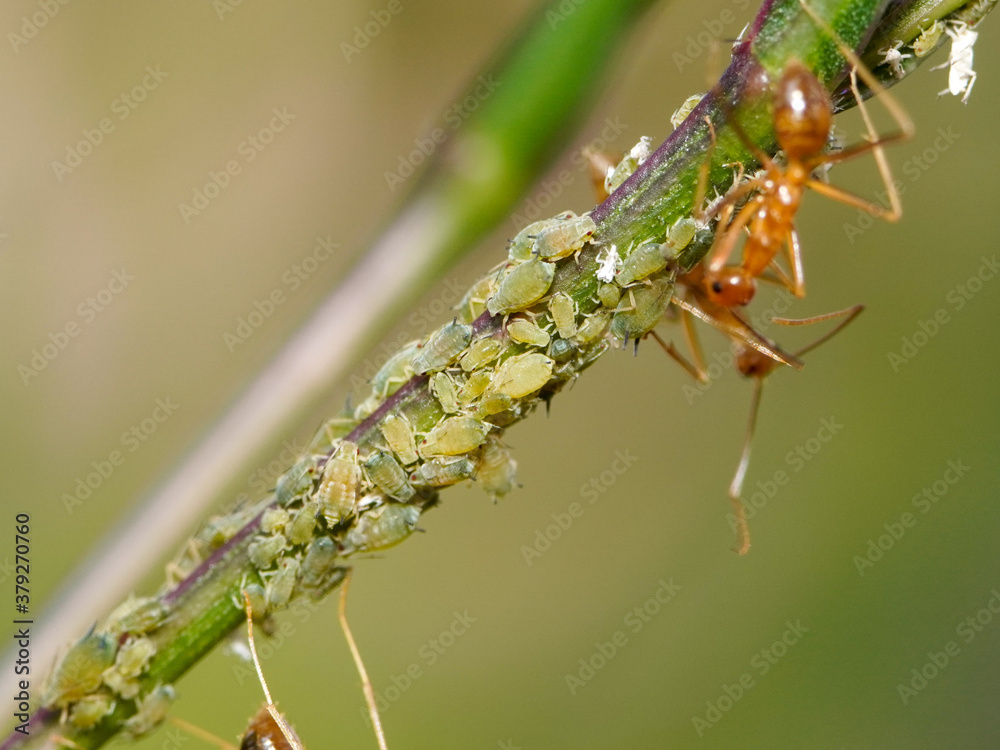 Macro photo of small green aphids infestation and fire ants on a plant ...