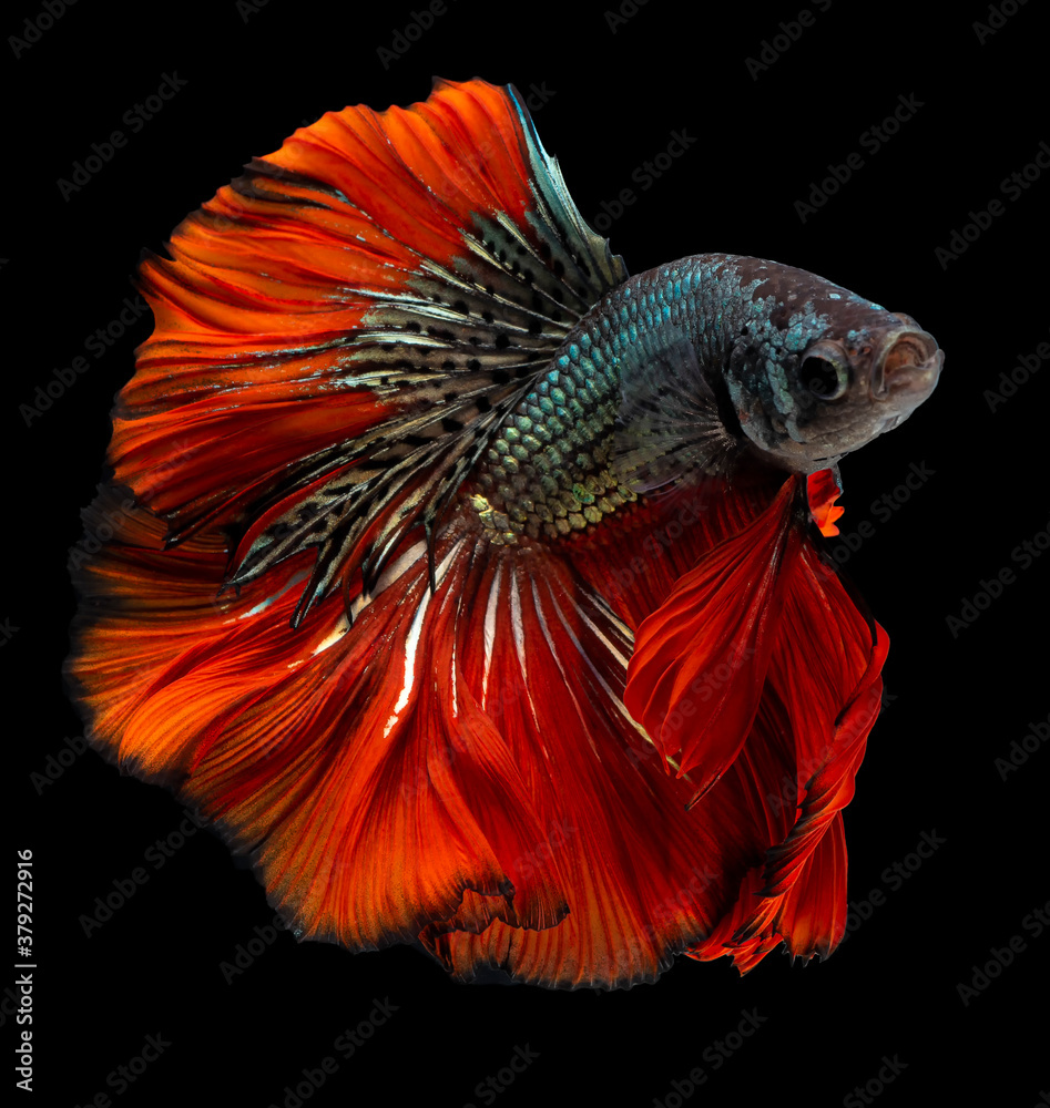 Beautiful movement of red blue Betta fish, Siamese fighting fish, Betta ...