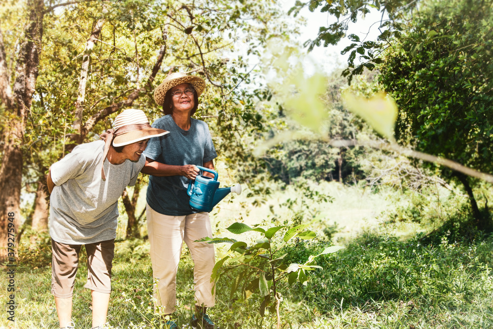 Asian elderly women do tree planting activities in the forest. Look at ...