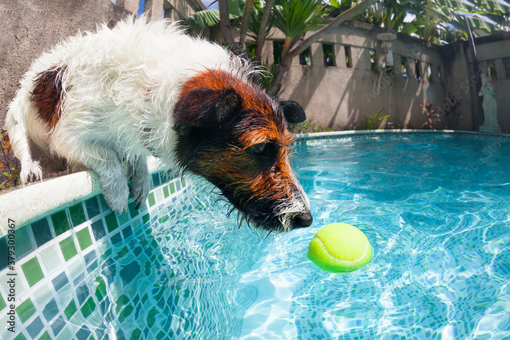 Funny photo of jack russell terrier puppy playing with fun in swimming ...