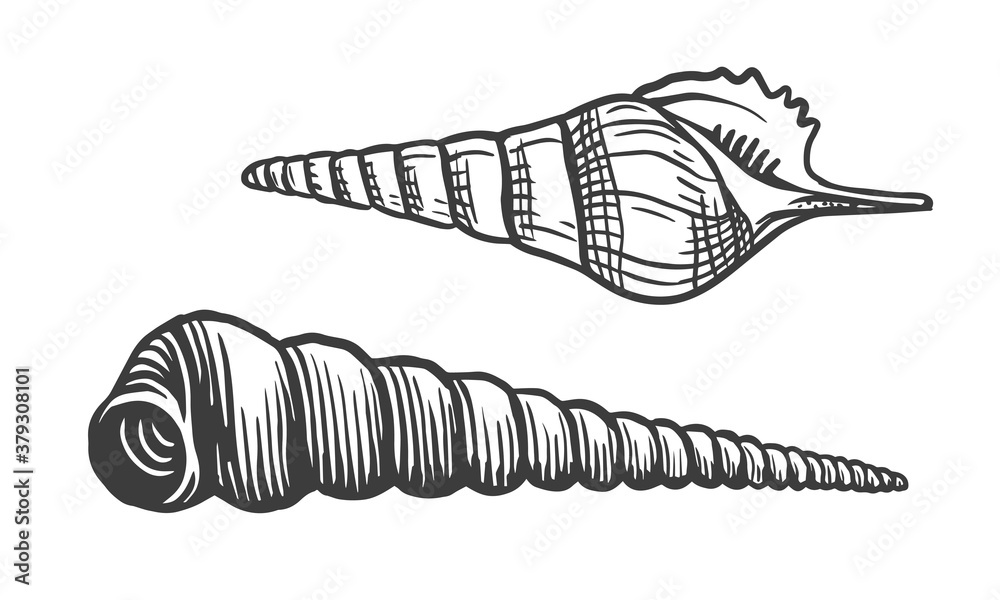 Spiral conch sea shell. Sketch style vector seashells illustration ...