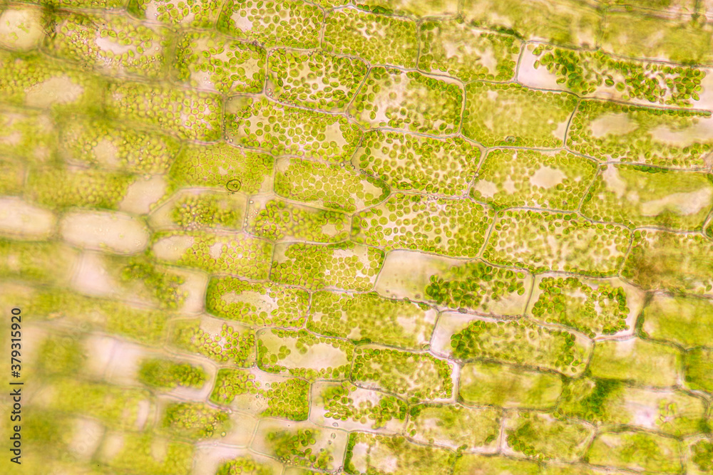 Cell structure Hydrilla, view of the leaf surface showing plant cells ...