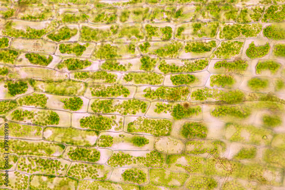 Cell structure Hydrilla, view of the leaf surface showing plant cells ...