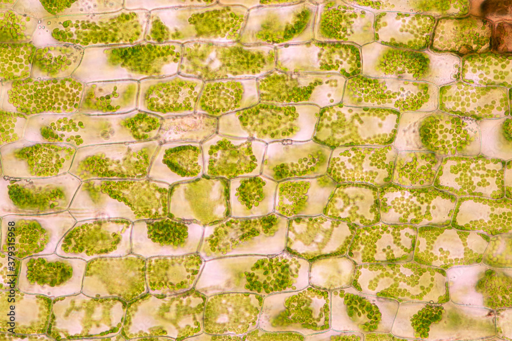 Cell structure Hydrilla, view of the leaf surface showing plant cells ...