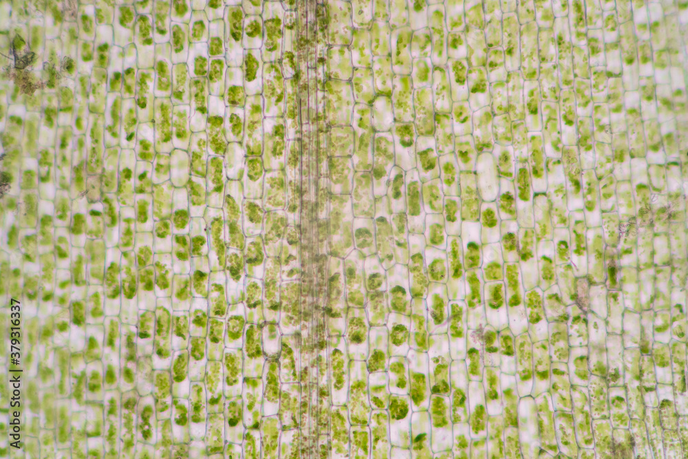 Cell structure Hydrilla, view of the leaf surface showing plant cells ...