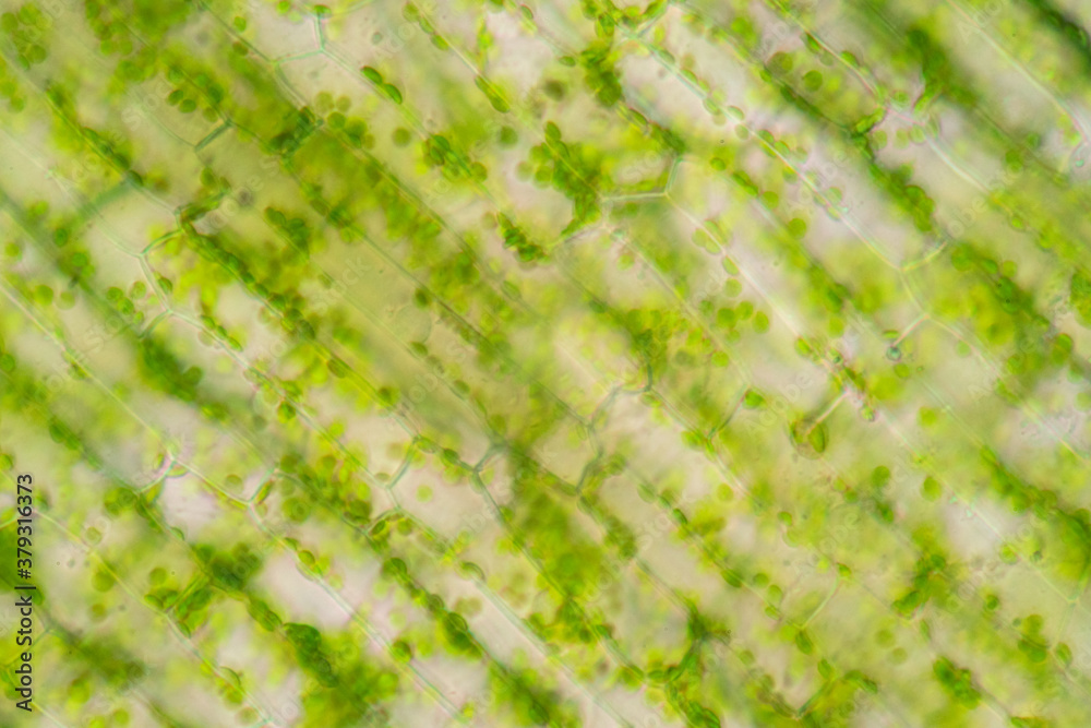 Foto de Cell structure Hydrilla, view of the leaf surface showing plant ...