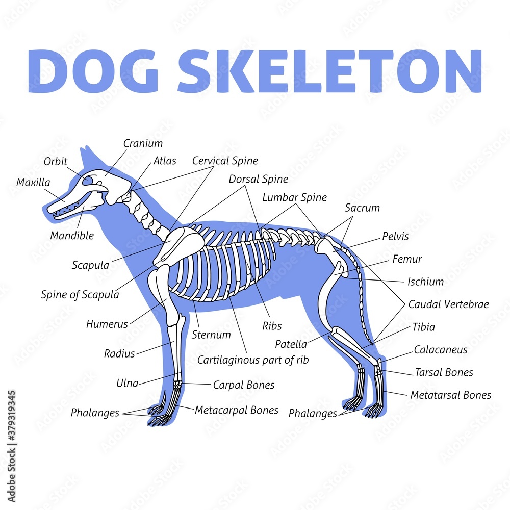 Vector poster of dog skeleton with bone names. Anatomy scheme for ...