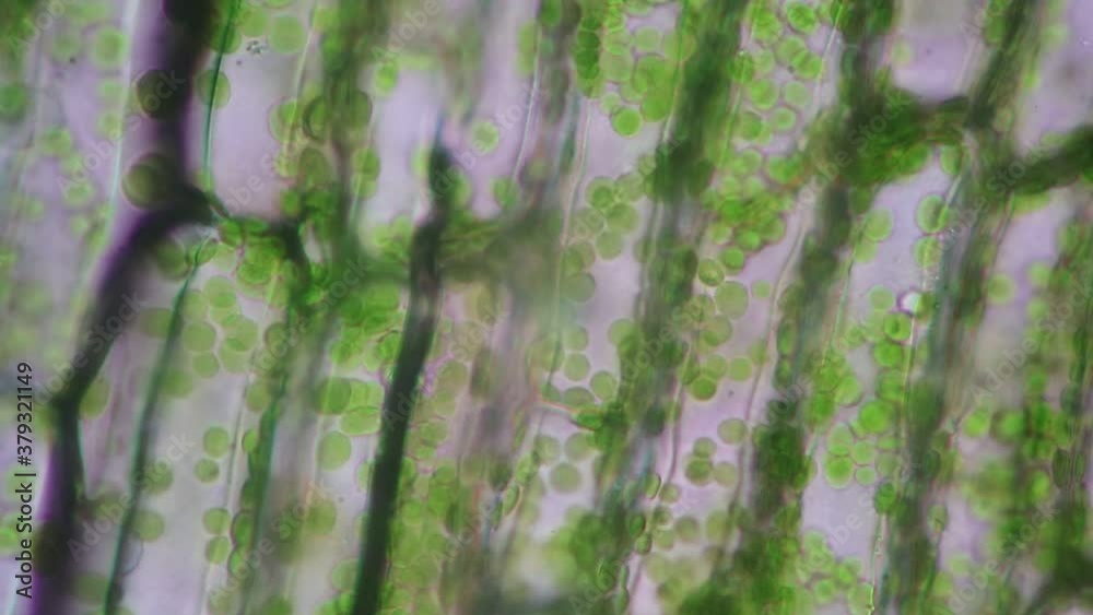 Cell structure Hydrilla, view of the leaf surface showing plant cells ...